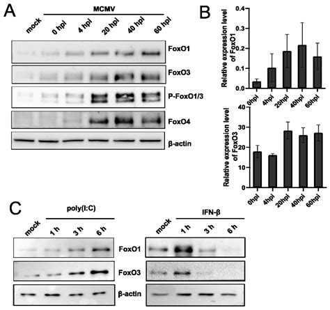 Viruses Free Full Text The Virus Induced Upregulation Of The Mir