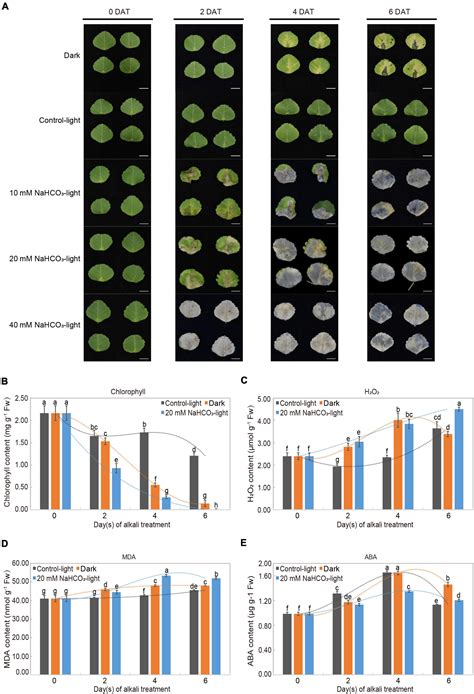 Frontiers Transcriptome Analysis Of Leaf Senescence Regulation Under