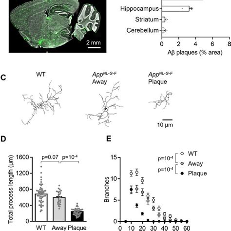 Proximity To Aβ Plaques Alters Microglial Morphology In Appnl−g−f Mice