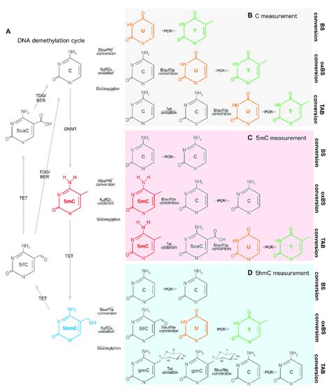 Measurement Of Dna Methylation And Hydroxymethylation A Dna