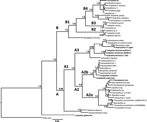 bayesian inference based phylogenetic reconstruction based