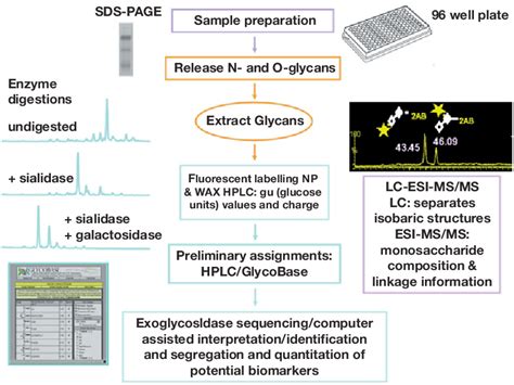 Figure 1 From High Throughput Glycan Analysis And Disease Markers