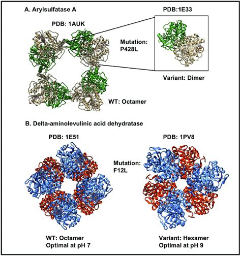 Protein Structure And Function