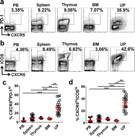 Cd4 Cxcr5 Hi Pd 1 Hi And Cd4 Cxcr5 Hi Icos Hi Tfh Cells Are