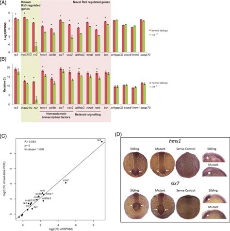 Molecular Validation Of The Rna Seq Data A B Bar Graphs Of The
