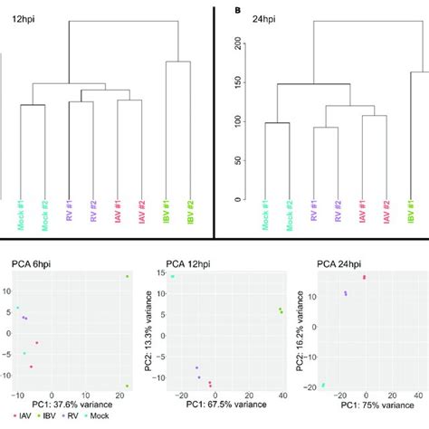 Hierarchical Clustering Of Gene Expression For A 12 Hpi Time Point