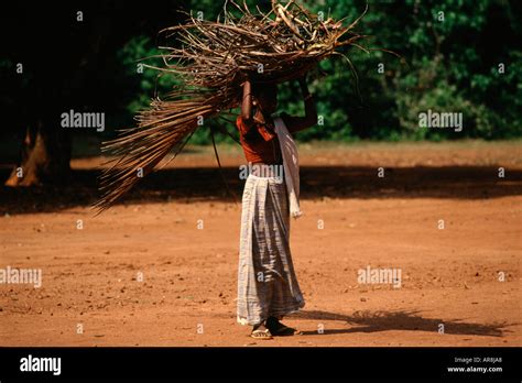Woman Carrying A Bundle Of Wooden Sticks On The Head In Tamil Nadu
