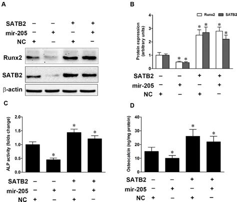 Satb2 Activates Runx2 Expression And Regulates Mir 205 Mediated