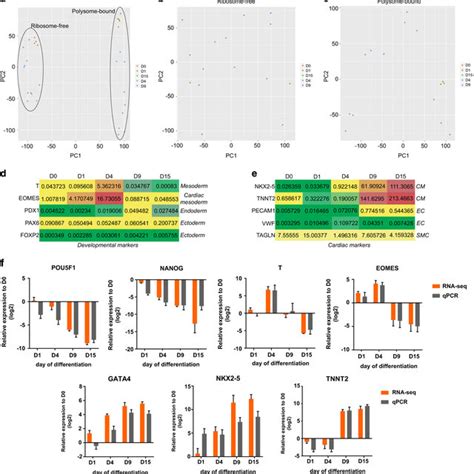 Polysome Profiling Followed By Rna Seq During Cardiomyogenic