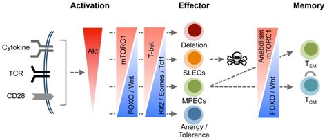 A Model For Orchestration Of Cd8 T Cell Differentiation By The Pi3k Akt