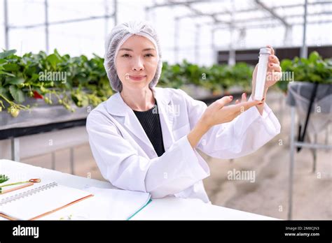 Investigador De Frutas En Agricultura Hidropónica De Invernadero Prueba