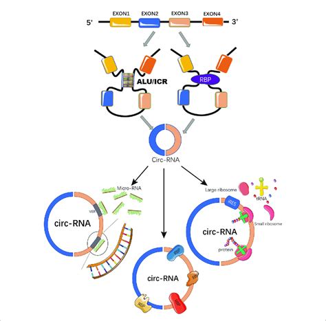 Schematic Representation Of Circrna Biogenesis And Functions