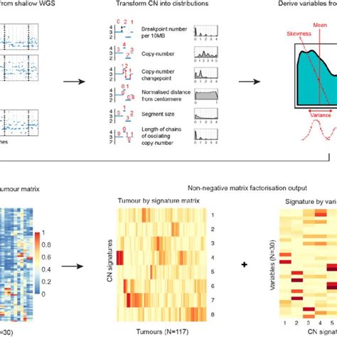Copy­number Signature Identification From Shallow Whole Genome