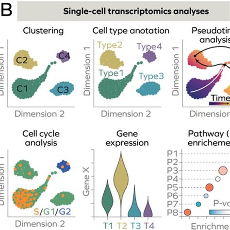 Single Cell Transcriptomics Of Organoids A Single Cell Transcriptomics