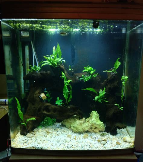 my brackish 130l home to two figure puffers planted with