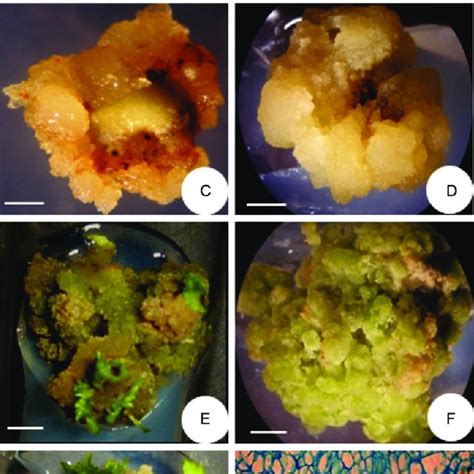 Callus Induction And Shoot Regeneration From Leaf Disc Cultures A A