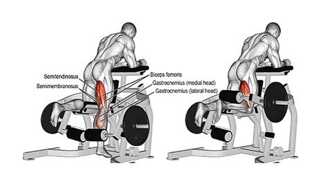 Seated Single Leg Curl Atelier Yuwa Ciao Jp