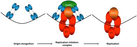 Topbp1 Is A Key Component Of Correct Hpv E1 E2 Mediated Dna