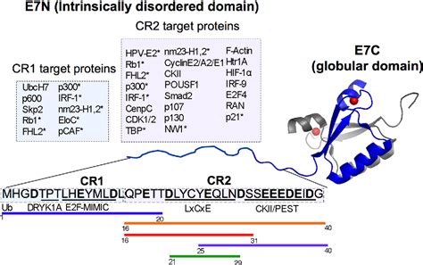 Figure 1 From Conformational Dissection Of A Viral Intrinsically