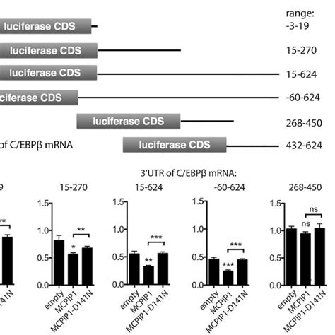 Identification Of Mcpip1 Target Regions Within The 3utr Of C Ebpβ