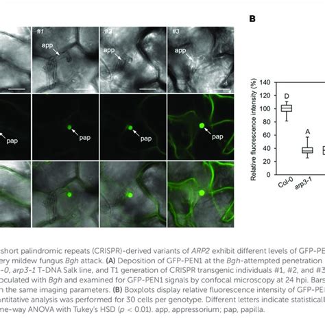 Germline And Somatic Mutations Detected In T1 Transgenic Plants A