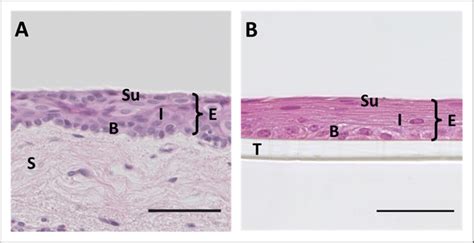 Development Of 3d Conjunctival Epithelial Cell Culture Model A
