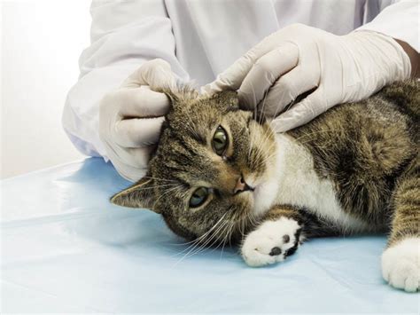 How To Tell If My Cat Has Ear Mites 5 Vet Reviewed Signs To Look For