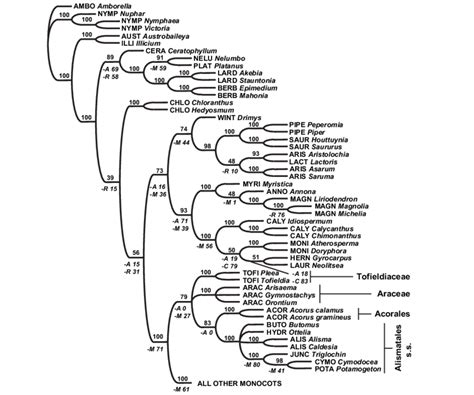 Strict Consensus Of 48 Most Parsimonious Trees For 137 Angiosperm