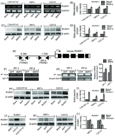 Bmp9 Enhanced The Expression Level Of Runx1 In Mscs And Mmcs Runx1 Was