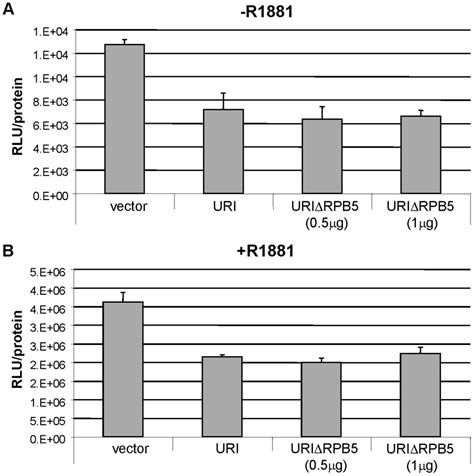 rpb5 binding is not necessary for uri mediated repression of ar