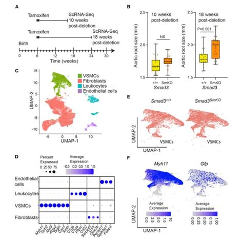 Single Cell Transcriptomic Analysis Reveals Four Subpopulations Of
