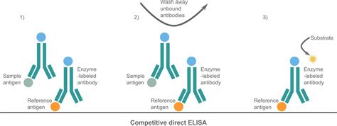 An Introduction To The Different Types Of Elisa Tests Integra