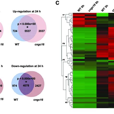 Rna Seq Analysis Of The Cngc16 Mutant A And B Venn Diagrams Of