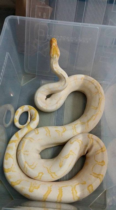 7 burmese python ideas in 2021 burmese python python burmese