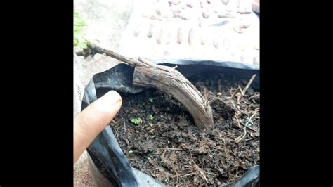 Penyebab Daun Anggur Keriting Mengkerut Dan Bersisik Youtube