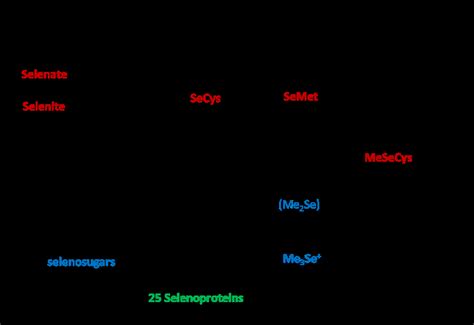 Metabolism Of Selenium And Synthesis Of Selenoproteins Download