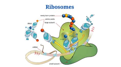 Ribosomes Definition Structure Types Functions And Diagram Phd Nest