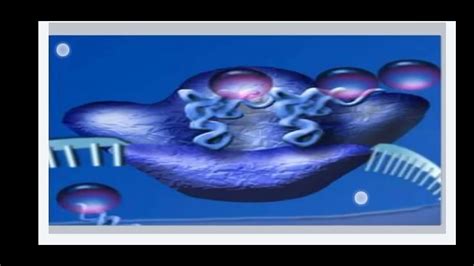 What Are Ribosomes Structure Of Ribosomes Function Of Ribosomes