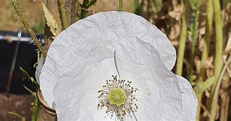 First Time Growing Poppies Album On Imgur