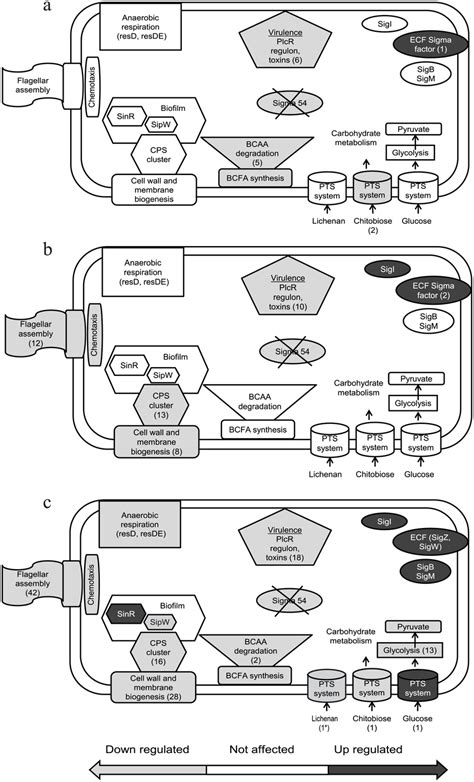Affected Processes In The Cell Schematic Model Of Cellular Processes