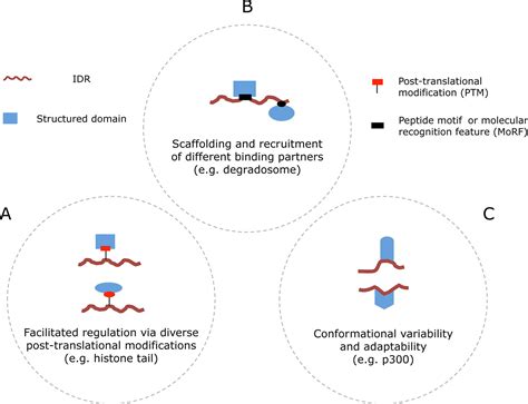 Classification Of Intrinsically Disordered Regions And Proteins