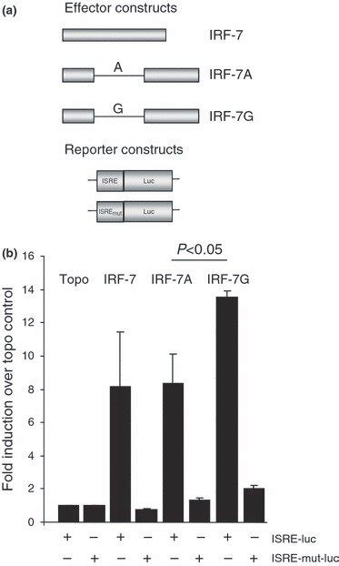 Effects Of Irf7 And Irf7a And Irf7g Minigenes On Interferon Ifn