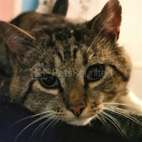 lost cat tabby and white cat called mowgli cheltenham