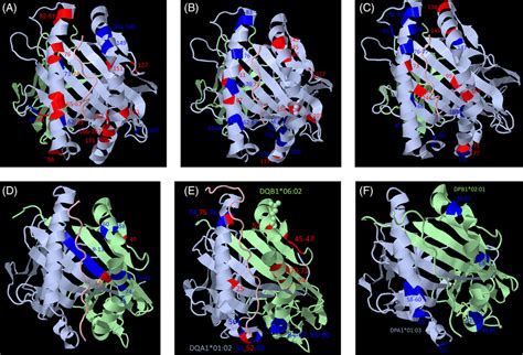 Ribbon‐taped Crystal Protein Structures For Hla‐a Hla‐b Hla‐c