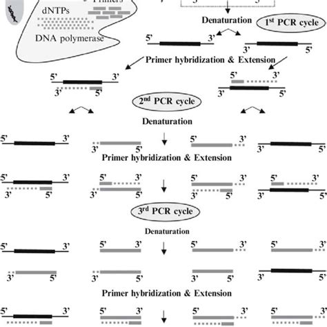 3 Diagram Showing Three Consecutive Cycles Of Dna Amplification By Pcr