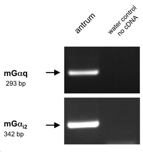 Reverse Transcriptase Polymerase Chain Reaction Analysis For Gαq