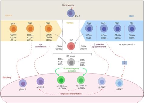 Double‐negative T Cells Setting The Stage For Disease Control Or