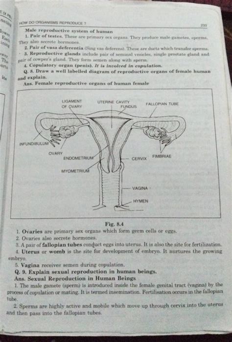8 Draw A Well Labelled Diagram Of Reproductive Organs Of Female Human An