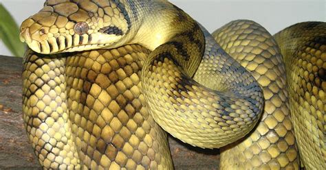 papuan python ~ reptiles world