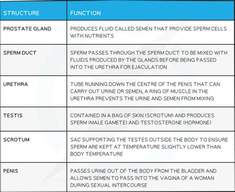 Edexcel Igcse Biology Double Science 复习笔记 3 1 5 Sexual Reproduction In